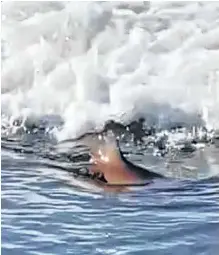 Un tiburón generó enorme revuelo en Mar del Plata - PressReader