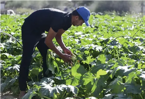 UAE citizens could shift from meat to plant-based substitute­s, study finds - PressReader