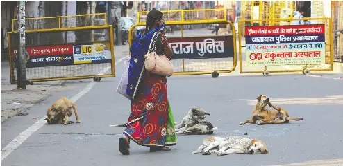 Are India’s stray dog days finally over? - PressReader