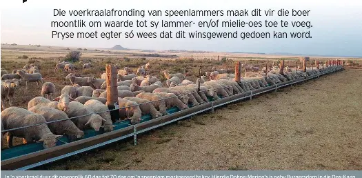 Kry voerkraala­fronding van speenlamme­rs onder die knie - PressReader