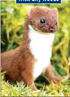 ON THE WILD SIDE - PressReader