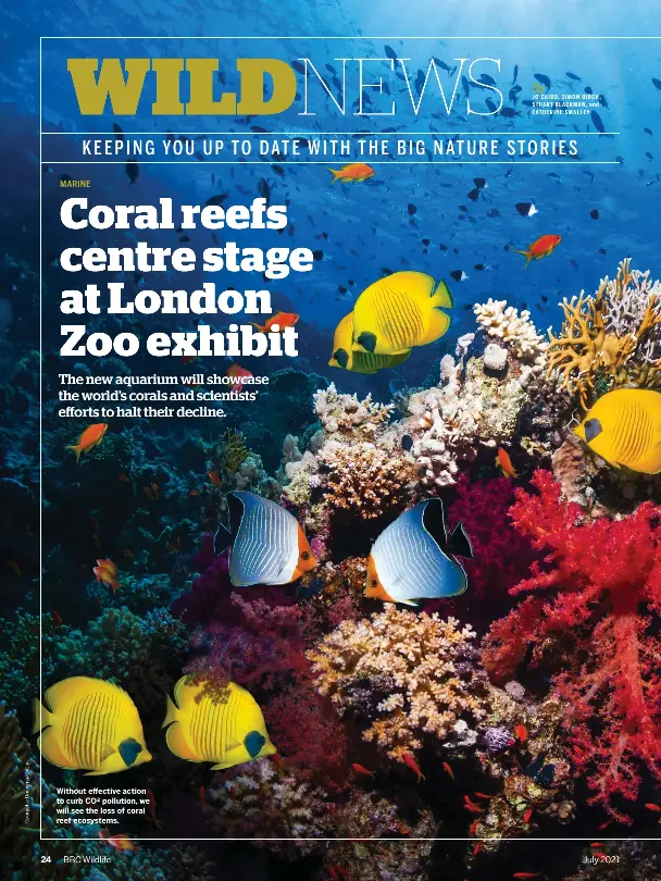 A new aquarium opens at ZSL London Zoo, showcasing the world’s corals ...