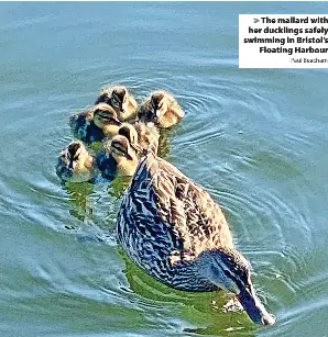 Stowaway duck and offspring in the swim - PressReader