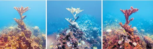 SOS for Reefs: Navigating the Caribbean’s Coral-Bleaching Emergency ...