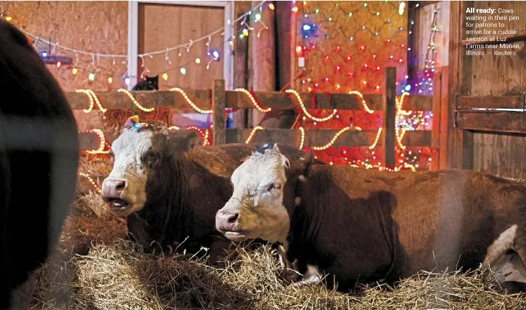 Not a good time to cuddle cows - PressReader