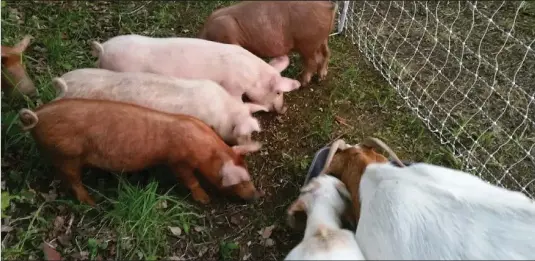 EU project transforms Zim’s goat, pig value chains - PressReader