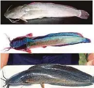 ANCAMAN KELI AFRIKA - PressReader