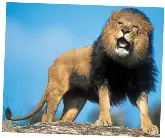 What’s worse, a lion’s roar or a human bore? - PressReader