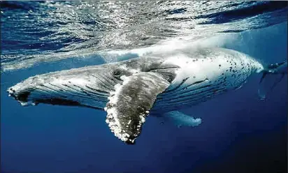 Historias que vienen del mar - PressReader