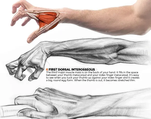 6 First Dorsal Interosseo­us - PressReader