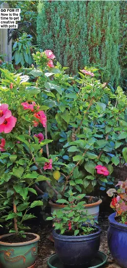 A potted garden is a fantastic way to create lots of variety and colour - PressReader