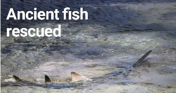 Ancient fish rescued - PressReader