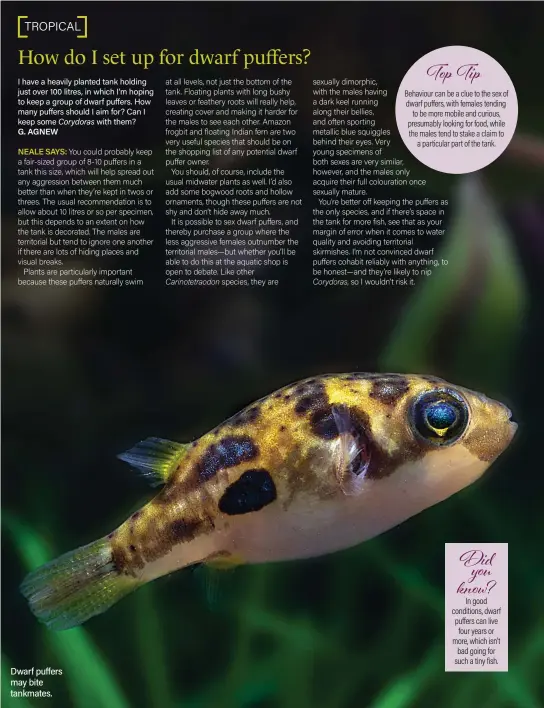 How do I set up for dwarf puffers? - PressReader