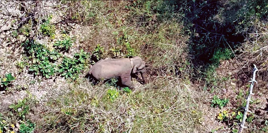 Close elephant encounters of the third kind - PressReader