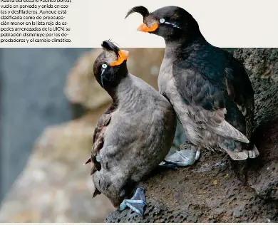 ESTAS AVES DAN UN AGITADO Y RUIDOSO ESPECTÁCUL­O DE AMOR EN LAS COSTAS ...