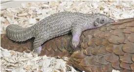Pangolin pup born at Brookfield Zoo - PressReader