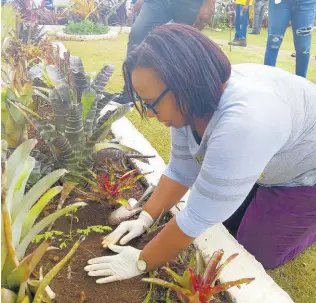 READY, SET, PLANT - PressReader