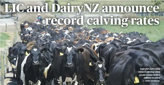LIC and DairyNZ announce record calving rates Calving - PressReader