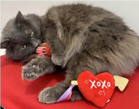 Cats could be your secret weapon this Valentine’s Day, say experts ...