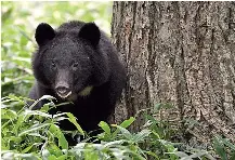 Bear-meat vending machine proves a hit - PressReader