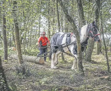 Actual horse power used in electricit­y transmissi­on project - PressReader