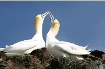 CinemasCop­e: The Learning Curve - PressReader