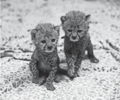 Southwick’s Zoo welcomes 3 newborn cheetah cubs - PressReader