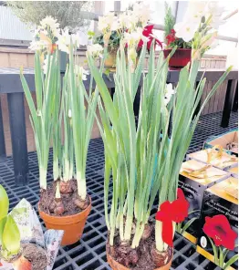 The5 Christmas plants - PressReader