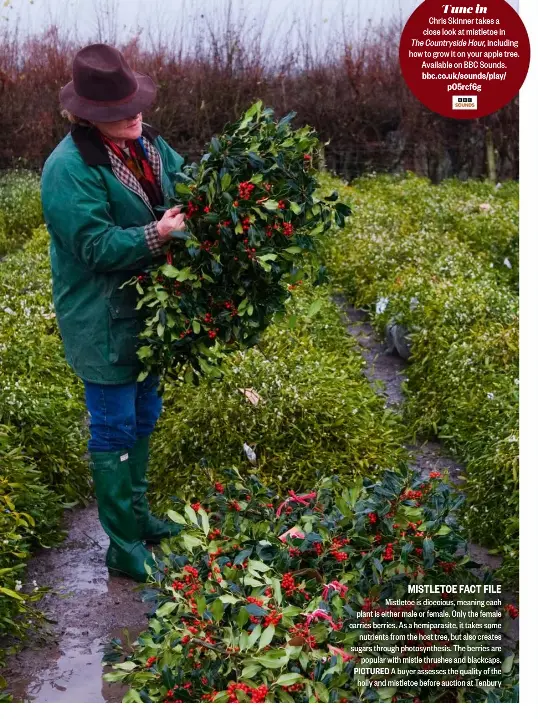 MISTLETOE FACT FILE - PressReader