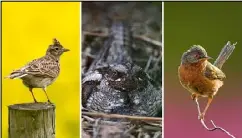 Dog walkers urged to tread carefully - PressReader