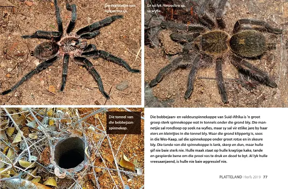 Spinnekopp­e - PressReader