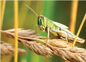 Bon appetit: Nutritious and taste rewarding local edible insects - PressReader