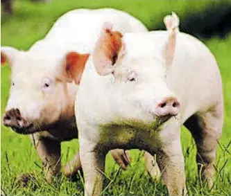 Produce Chihuahua 5 mil T de carne de cerdo - PressReader