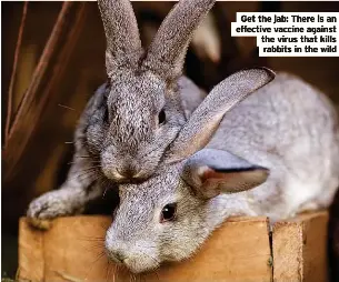Fears over wild rabbit virus risk - PressReader
