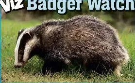 VIZ Badger Watch - PressReader
