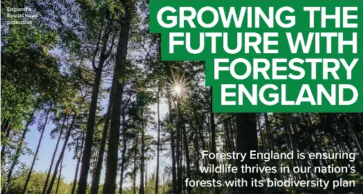 GROWING THE FUTURE WITH FORESTRY ENGLAND - PressReader