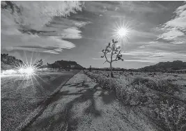 Wildfire threatens Joshua trees in their most vital refuge - PressReader