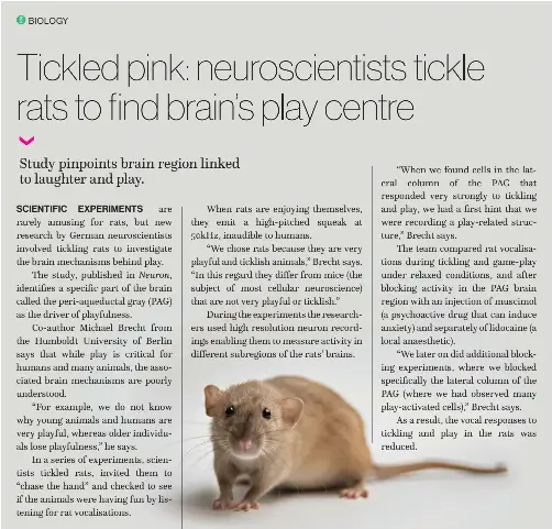 Tickled pink: neuroscien­tists tickle rats to find brain’s play centre - PressReader
