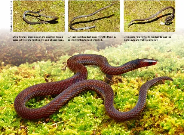 THINK SNAKES ARE SCARY? WHAT IF THEY CAN SOMERSAULT? - PressReader