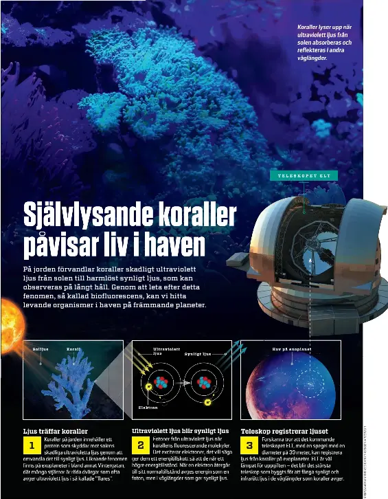 Självlysan­de koraller påvisar liv i haven - PressReader