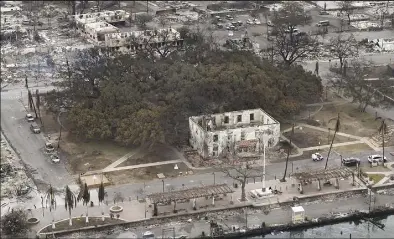 Lahaina banyan tree showing signs of life below ground - PressReader