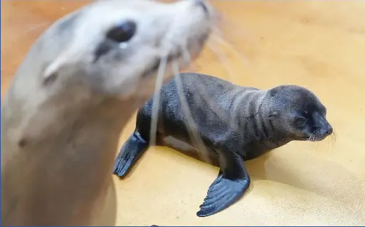 ‘Nessie’ joins the family at Scottish safari park - PressReader