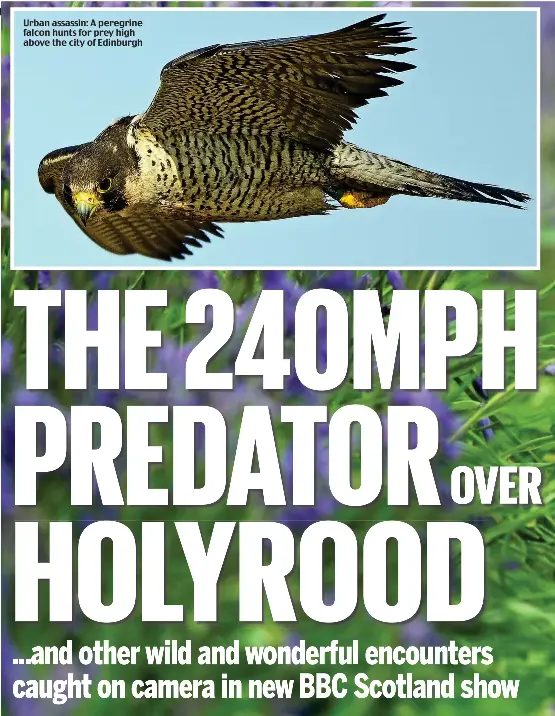 THE 240MPH PREDATOR OVER HOLYROOD - PressReader