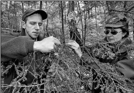 Beetle release targets hemlock killer - PressReader