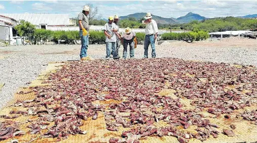 Abastece la Mixteca carne para tradición - PressReader