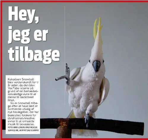 Hey, jeg er tilbage - PressReader