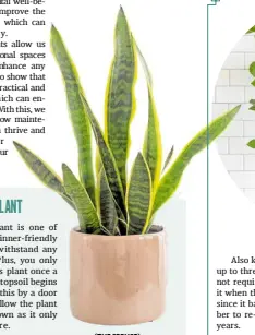 SNAKE PLANT - PressReader