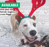 Adopt a stray - PressReader