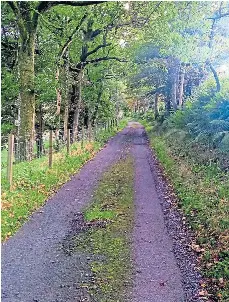 Forestry track go-ahead - PressReader