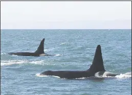 Orcas are flocking to Southern California waters - PressReader